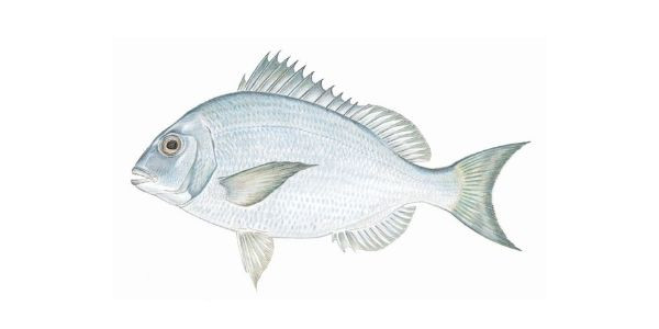 Scup (porgy) fishing near city Cape Coral