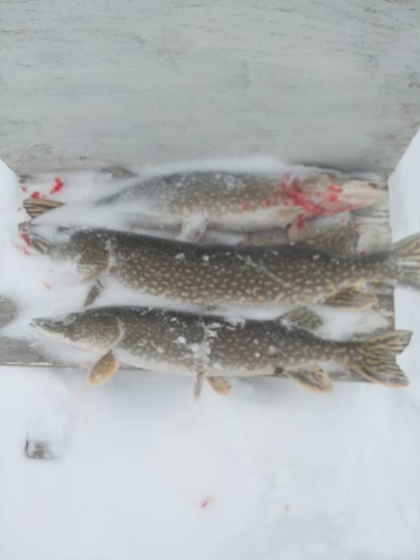 Fishing report #108223 for fish Northern pike in , Minnesota, Lake County