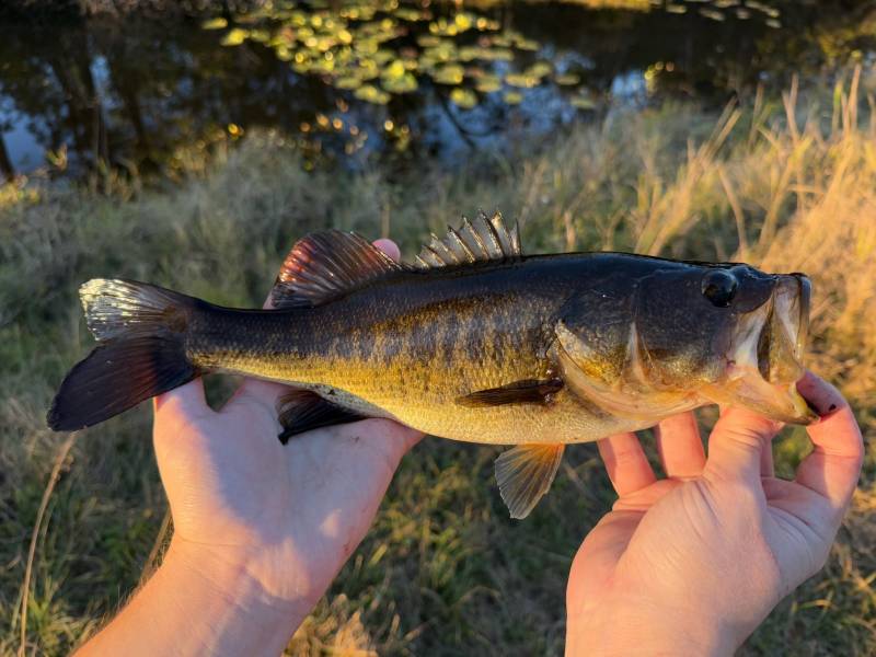 Fishing report #108504 for fish Largemouth bass in , Florida, Orange County