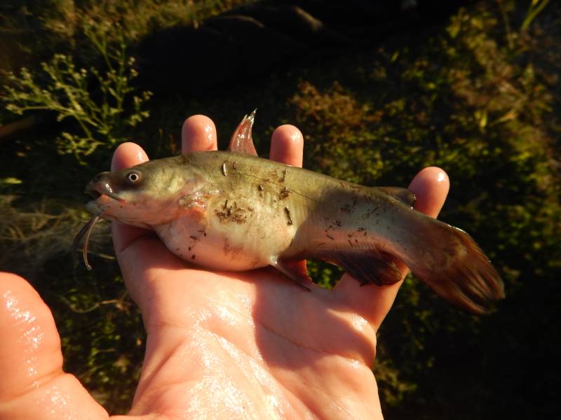 Brown bullhead fishing near city Palacios