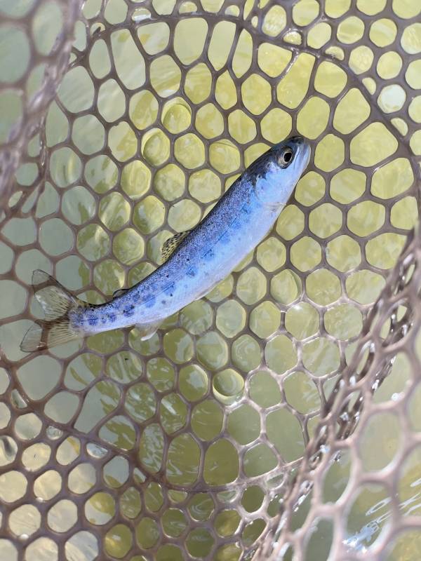 Rainbow trout fishing in Santa Cruz County