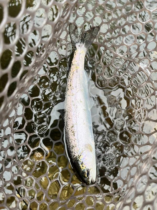 Rainbow trout fishing in Santa Cruz County